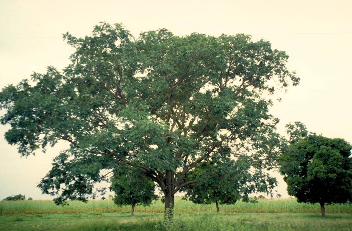 The karite nut - Mali - Let’s Meet on Earth